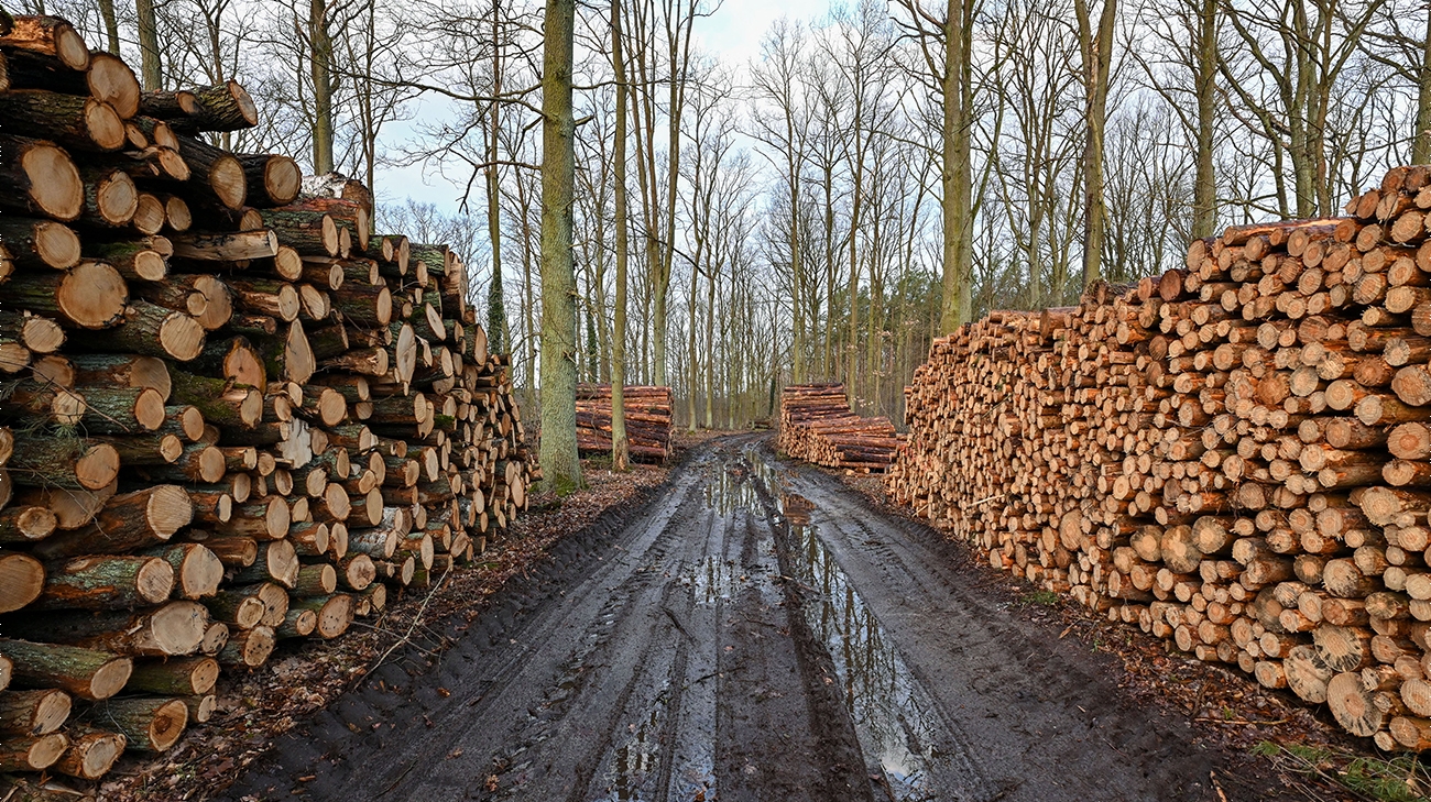Poland allows sanctioned timber from Belarus into EU claiming origin is ...