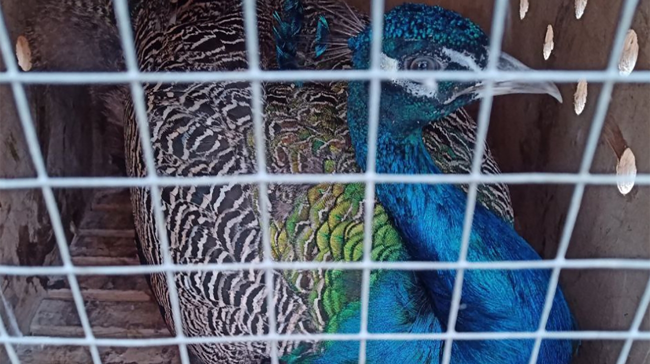 Russian zoo sends two peacocks to combat zone to raise soldiers ...