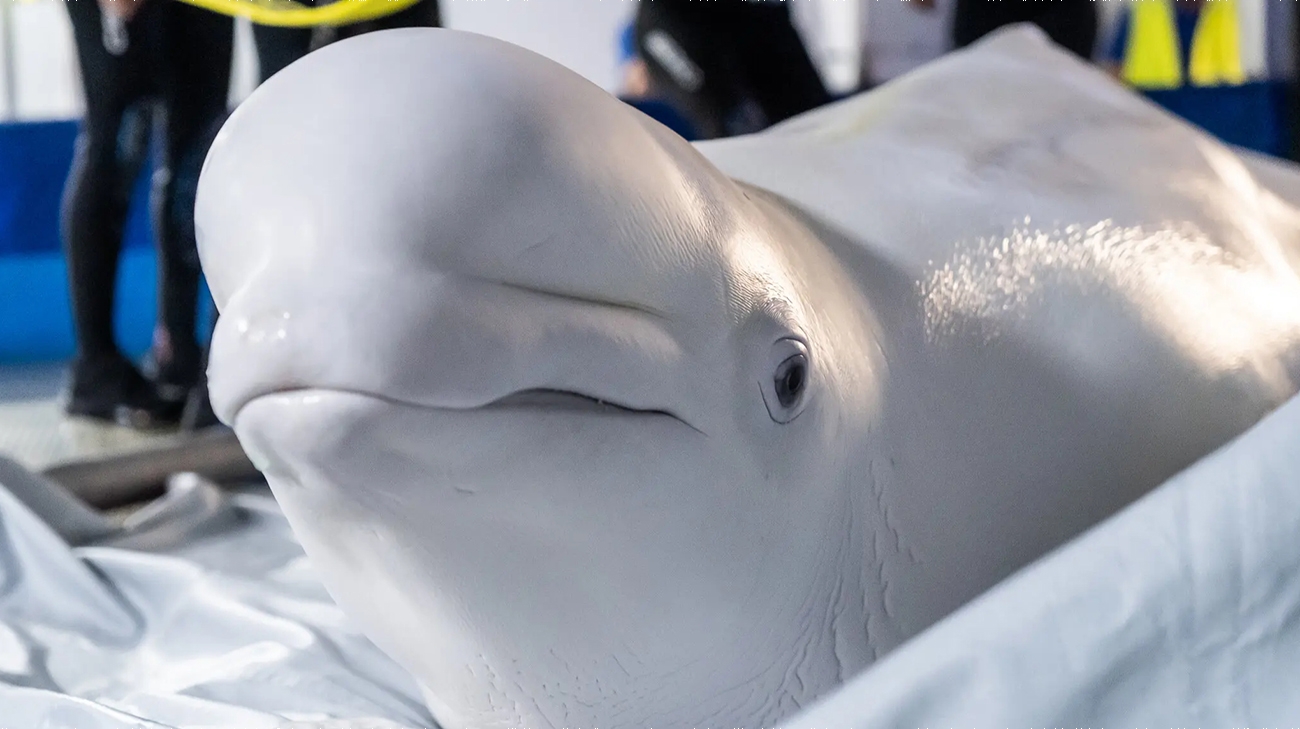Two beluga whales evacuated from Kharkiv's Nemo dolphinarium: they will ...