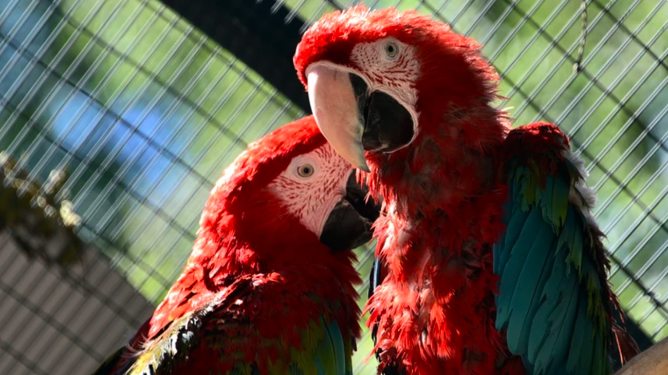 Kyiv Zoo builds new home for Ara parrots saved from war – photos ...